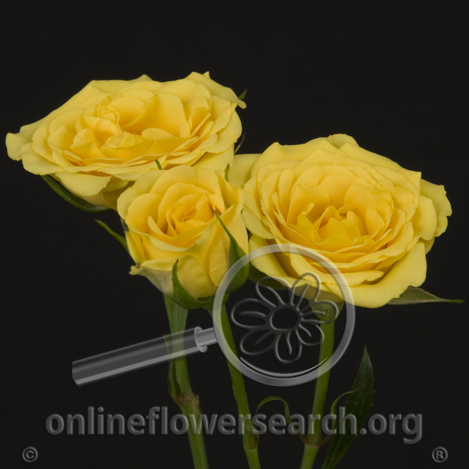 Yellow Freesia And Yellow Spray Roses