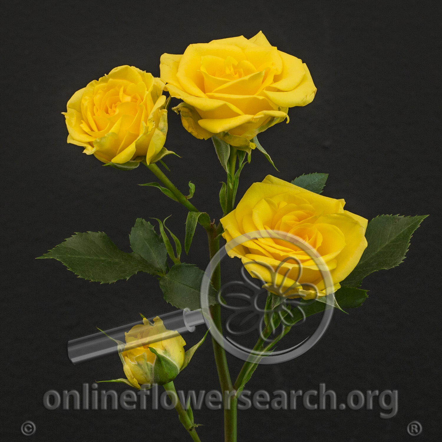 Yellow Spray Roses